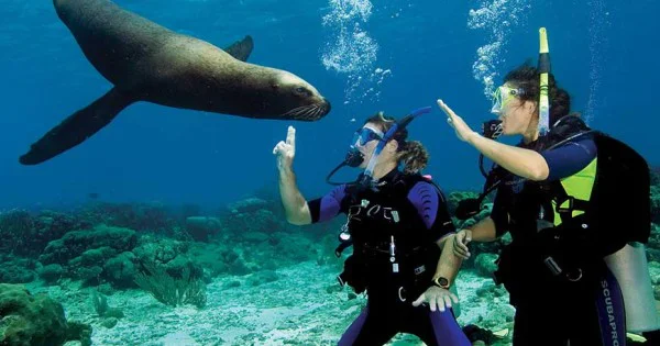 AWARE - Fish Identification | PADI | Scuba Shade Diving